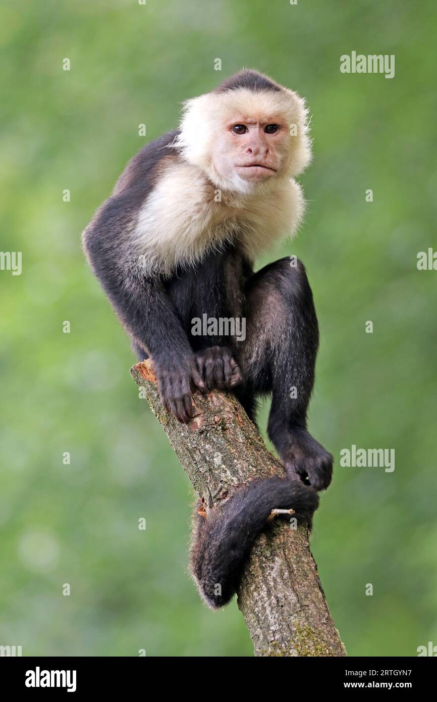 White faced capuchin cebus capucinus hi-res stock photography and ...