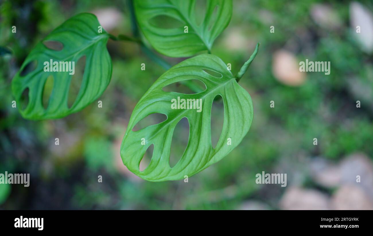 Swiss cheese plant leaf hi-res stock photography and images - Alamy