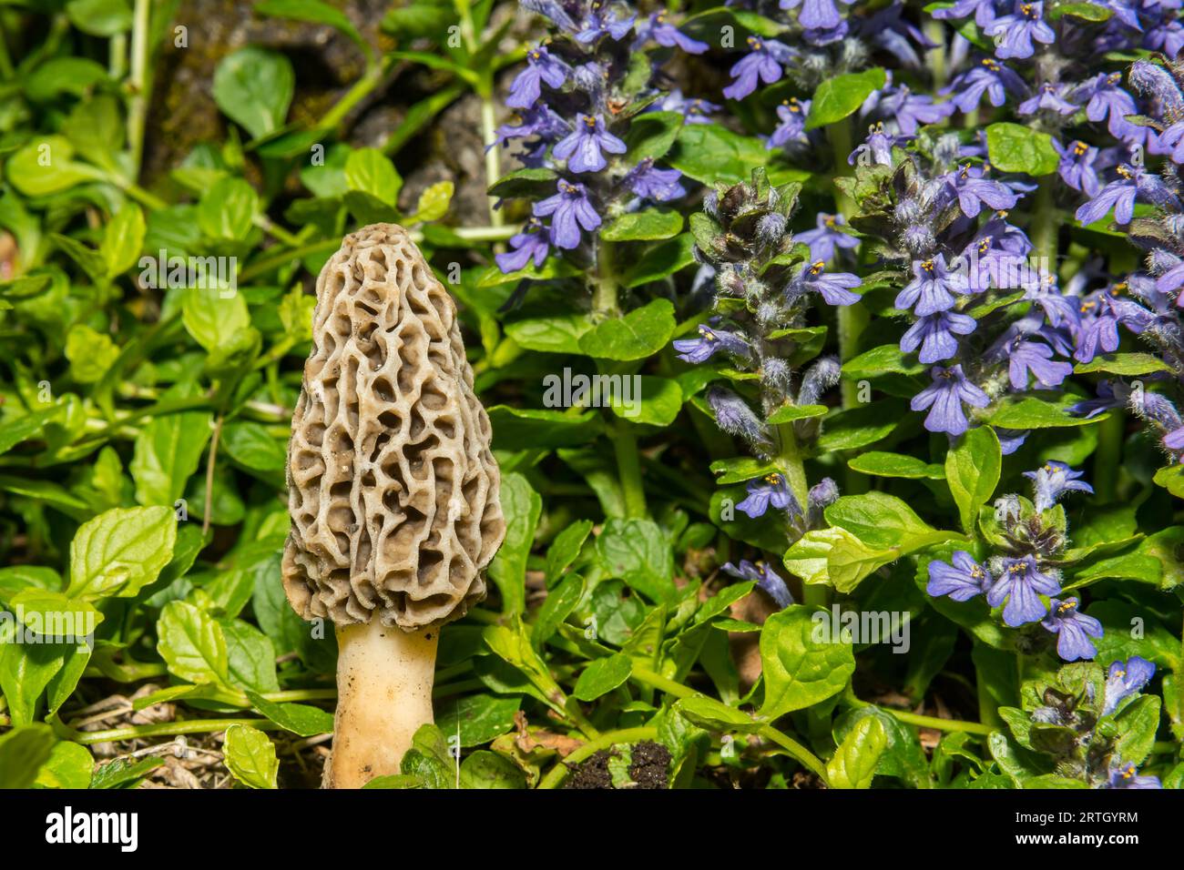 Species morchella esculenta hi-res stock photography and images - Alamy