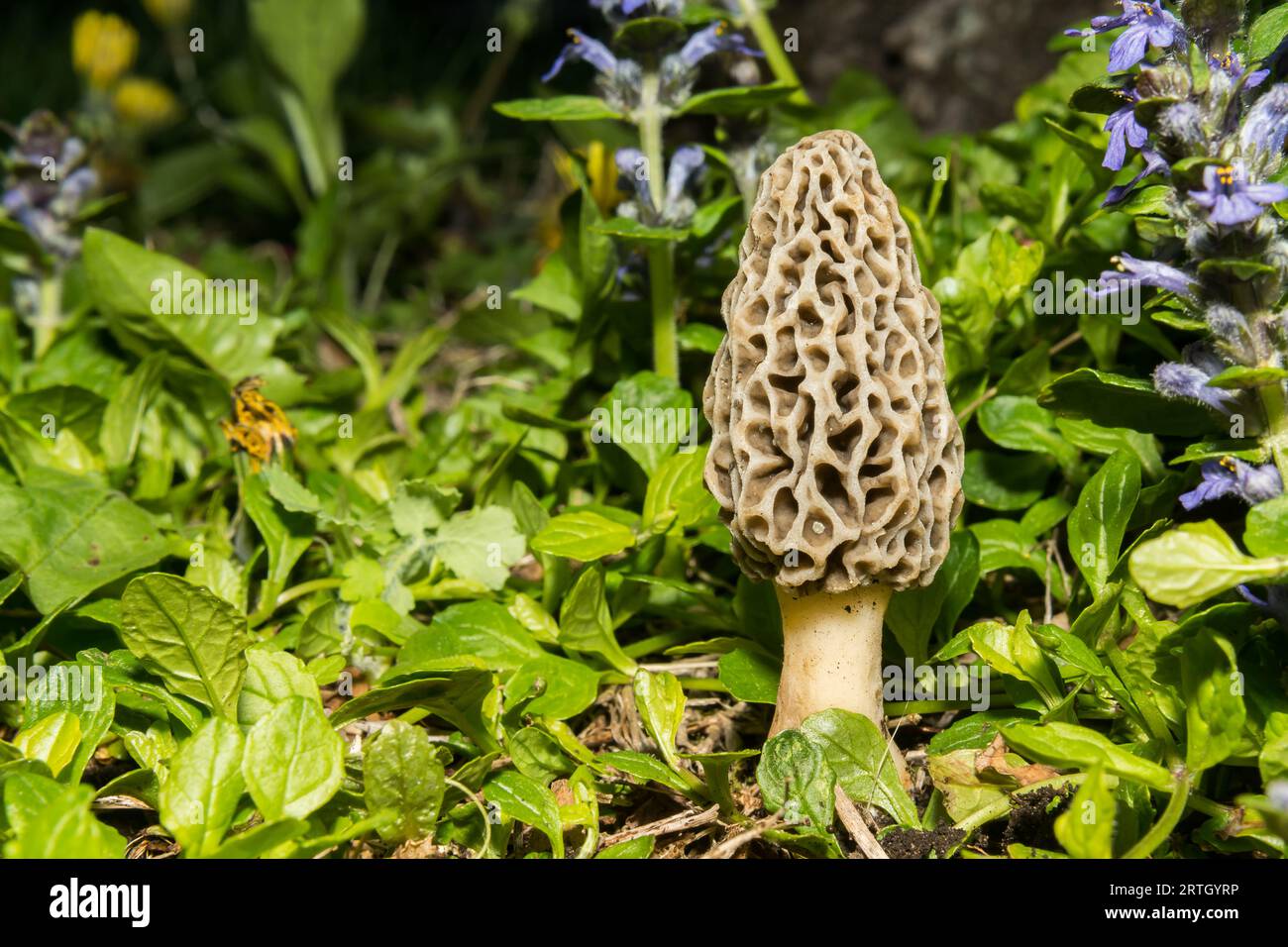 Species morchella esculenta hi-res stock photography and images - Alamy