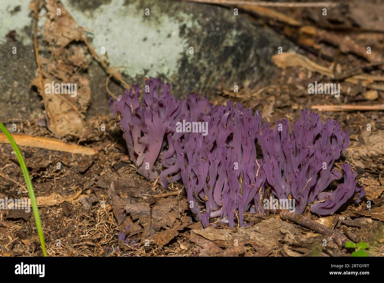 Clavaria fungus mushroom hi-res stock photography and images - Alamy