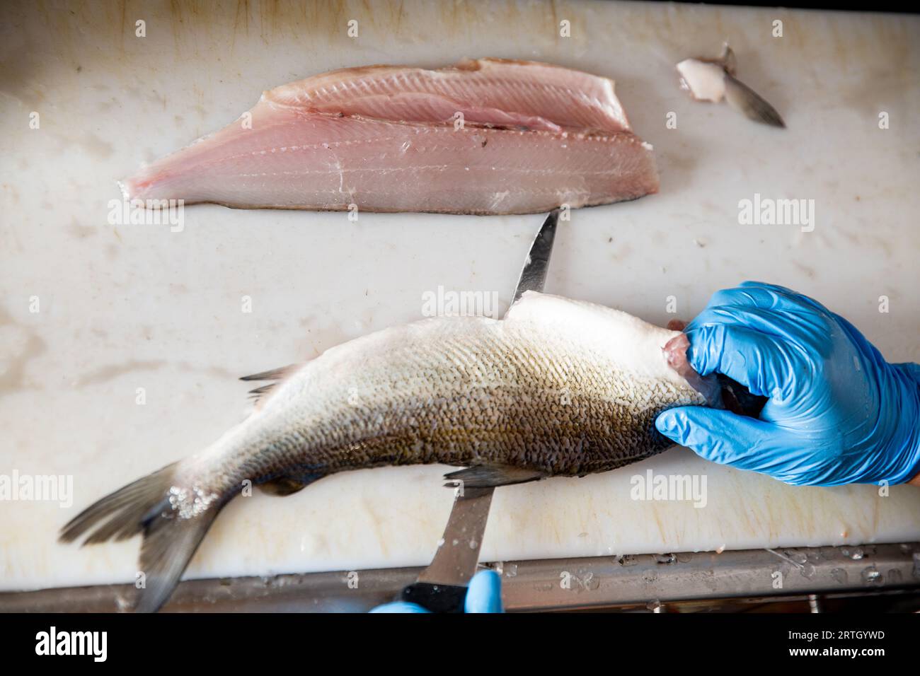 Professional chef cleaning cutting and filleting raw whitefish close-up ...