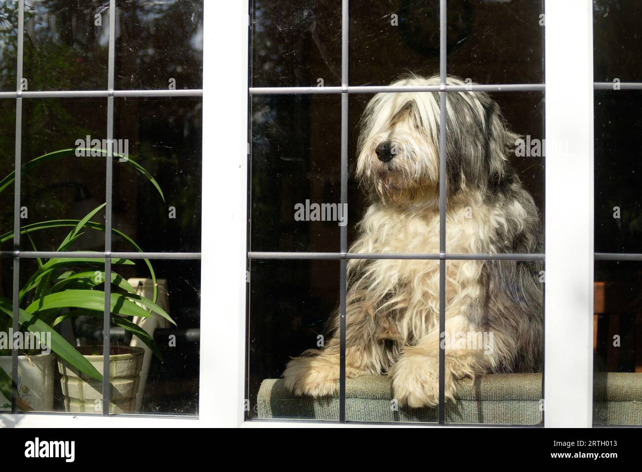 Dog waiting at the window hi-res stock photography and images - Alamy