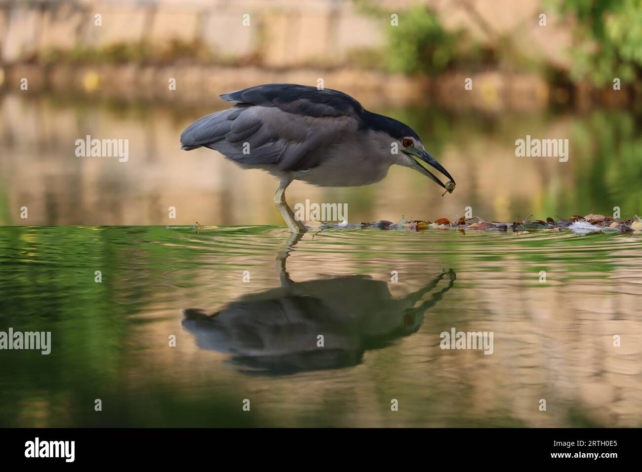Heron with a short neck hi-res stock photography and images - Alamy