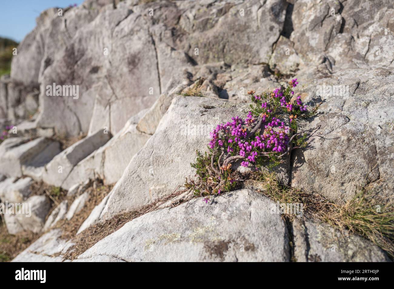 Plant growing in the cliff hi-res stock photography and images - Alamy