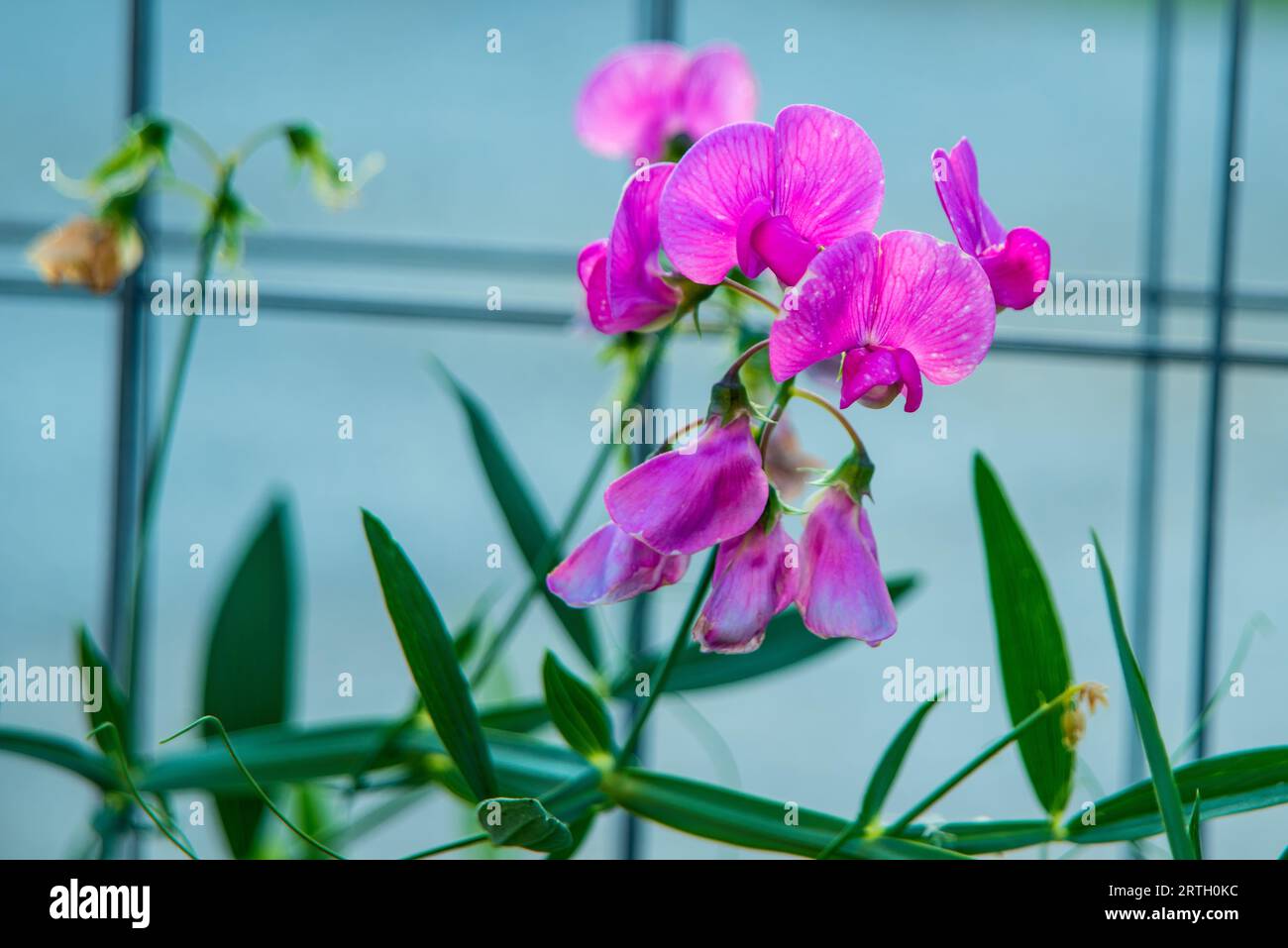 Vetch fence hi-res stock photography and images - Alamy
