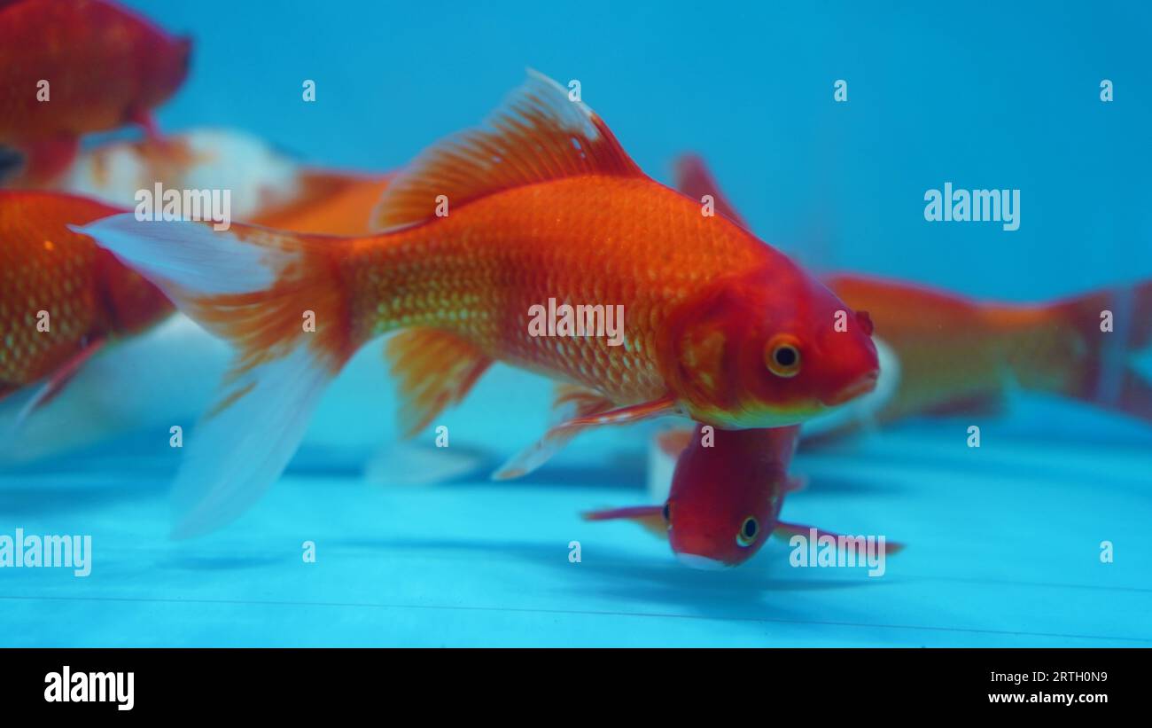 Comet goldfish in the aquarium are orange in color with white fins and ...