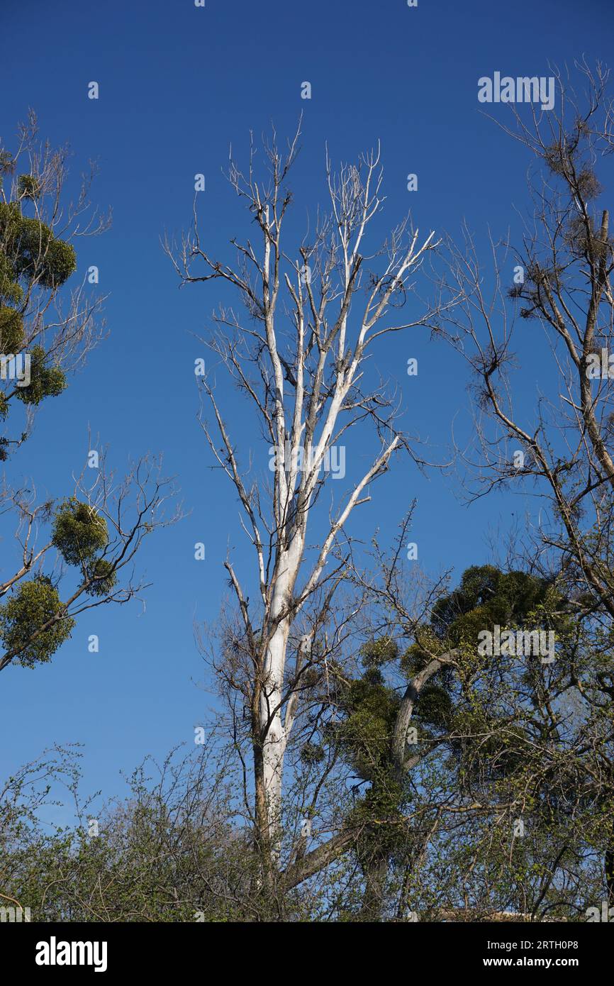 Tree cancer hi-res stock photography and images - Alamy