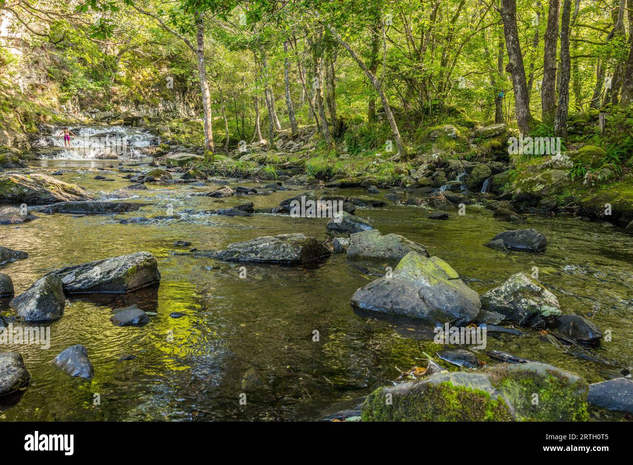 Nantcol river and waterfalls in a woodland setting Stock Photo - Alamy