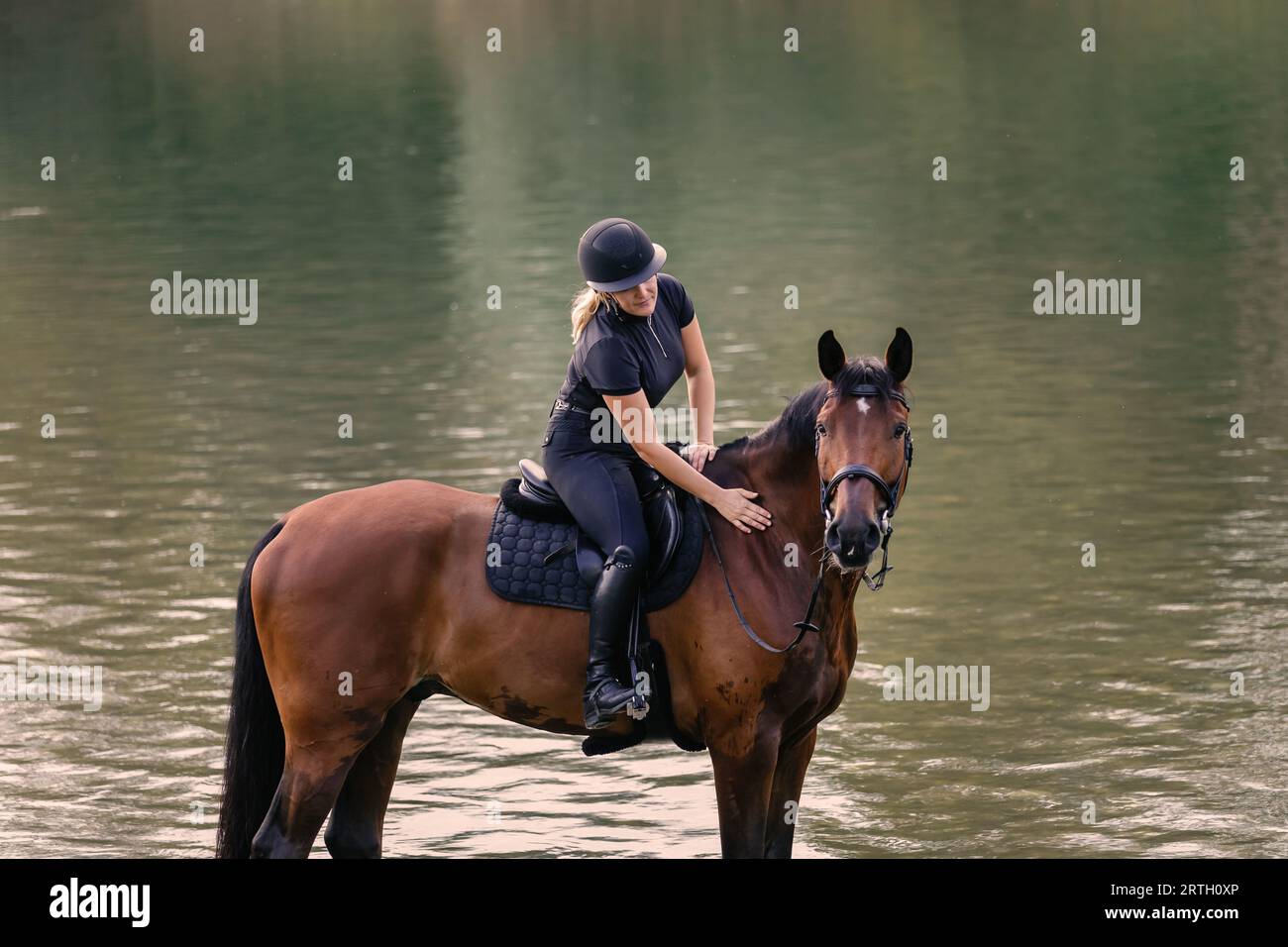 Female horseback rider in a black jockey outfit riding a chestnut horse ...