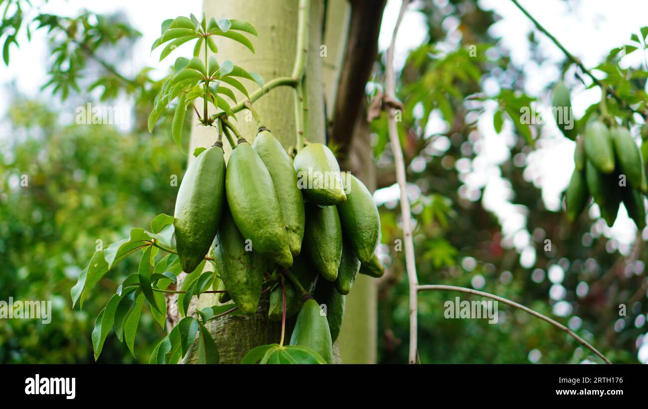 Ceiba pentandra fruit on the tree, the shape of a shiny green cylinder ...