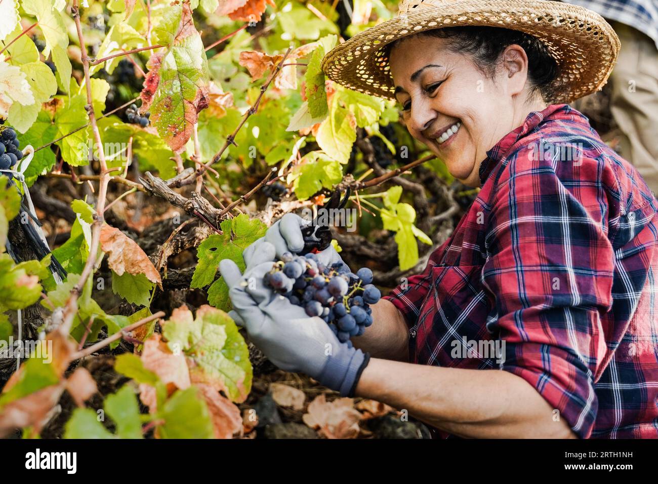 Black senior woman wine hi-res stock photography and images - Alamy