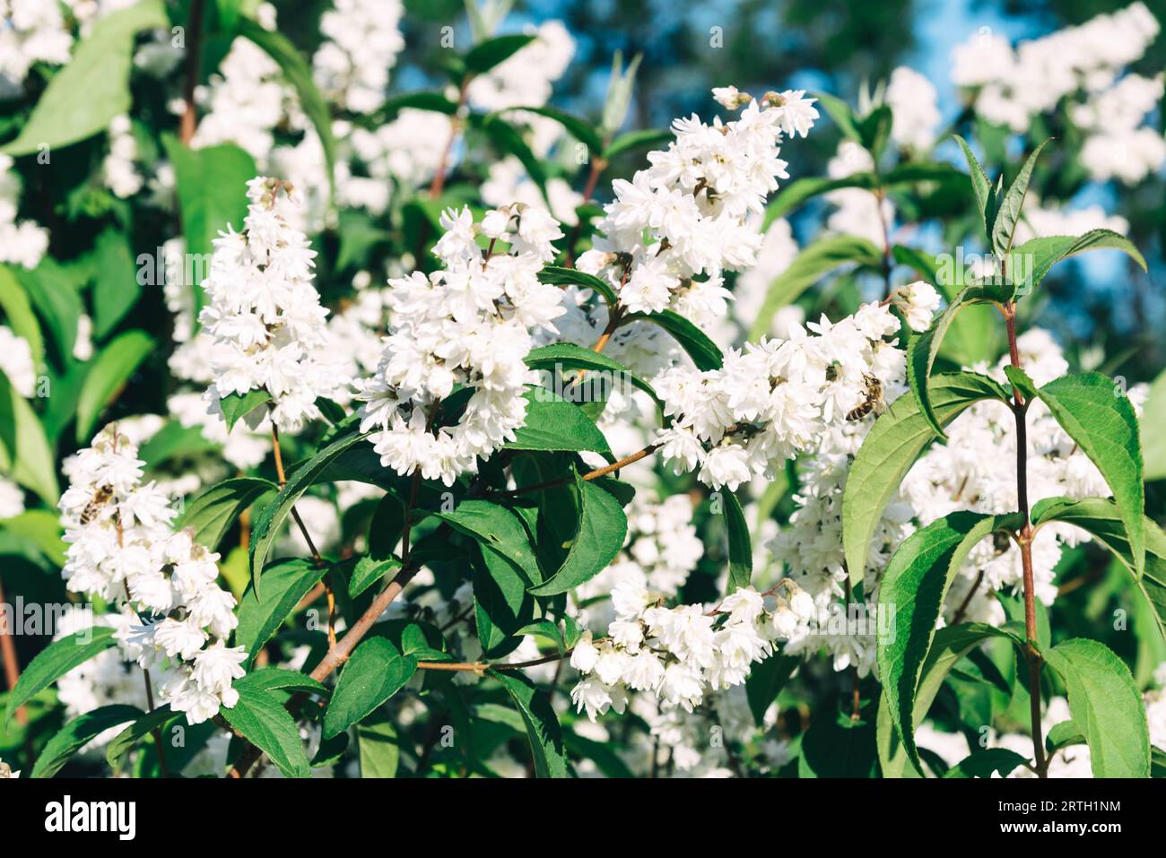 Closeup photo blue jasmine hi-res stock photography and images - Alamy