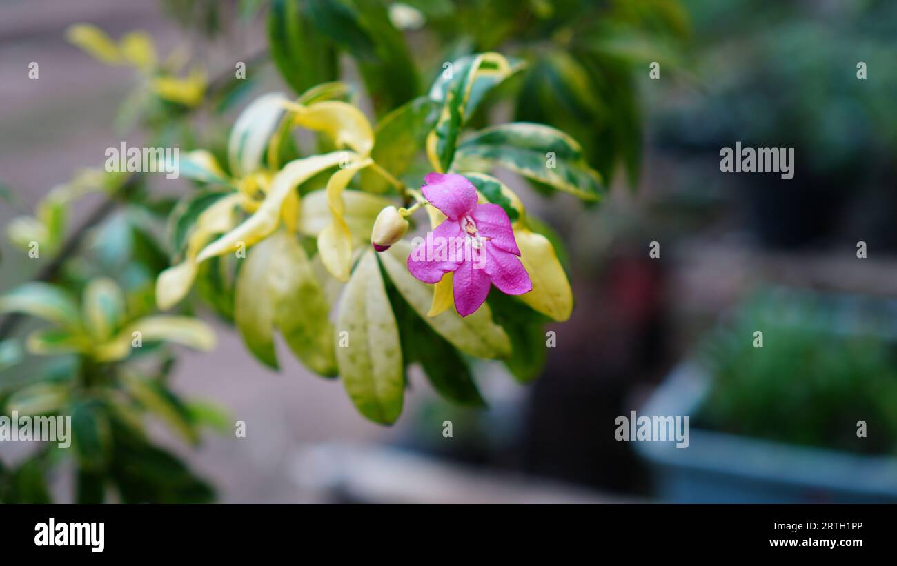 Ravenia spectabilis, pink flowers are blooming on a tree with thick ...