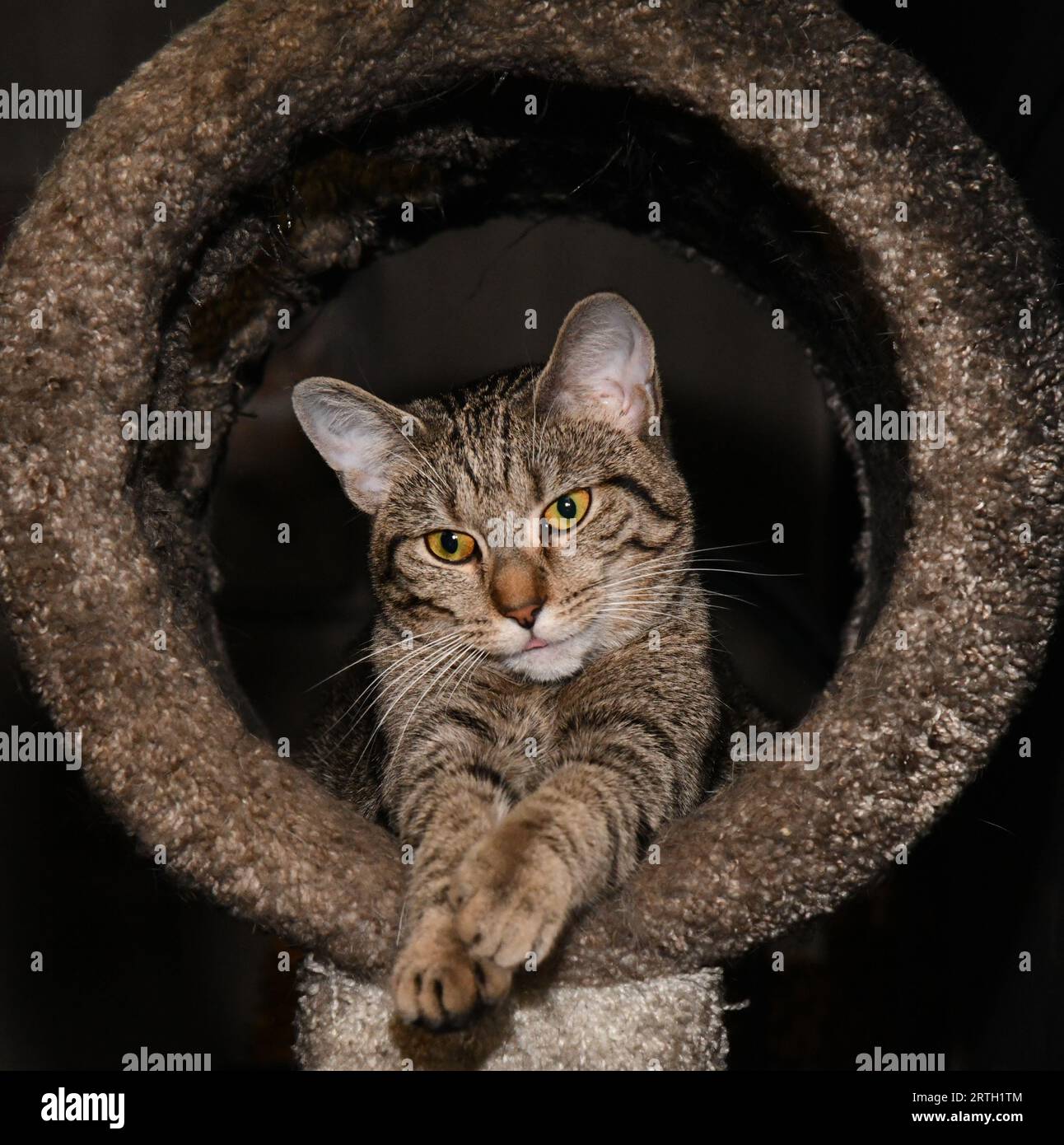 Tiger striped domestic cat hi-res stock photography and images - Alamy