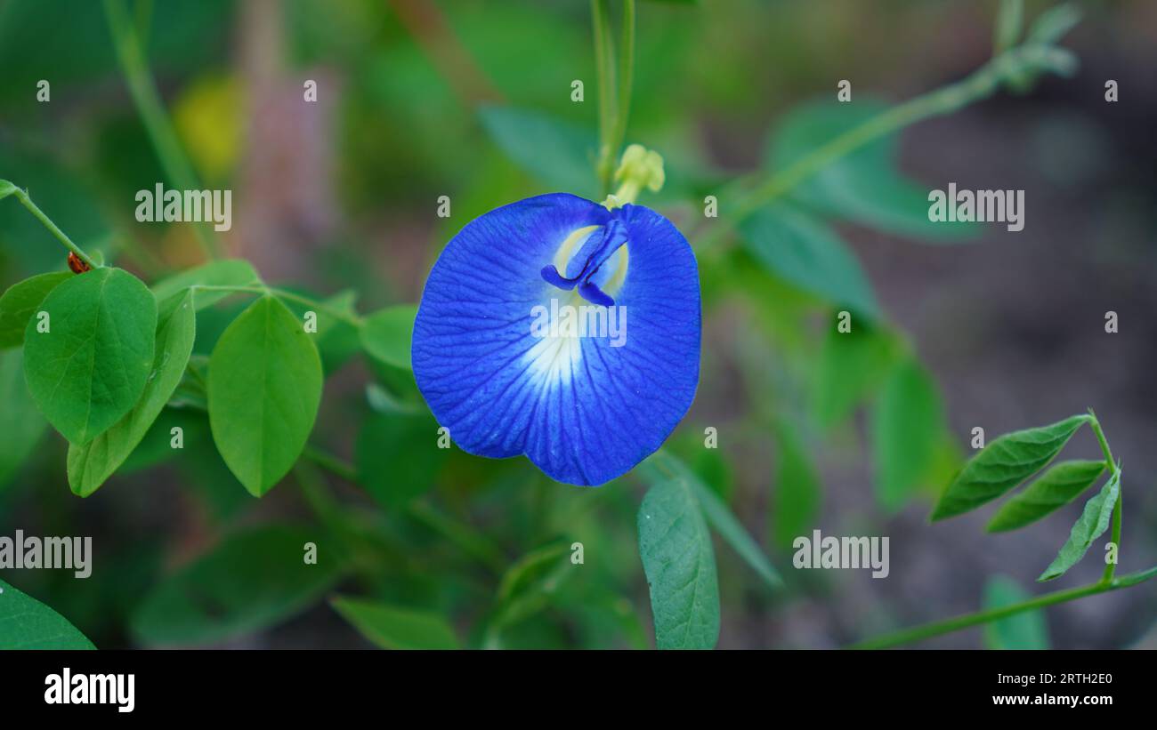 Clitoria ternatea, the flower blooms on a tree with blue petals and a ...
