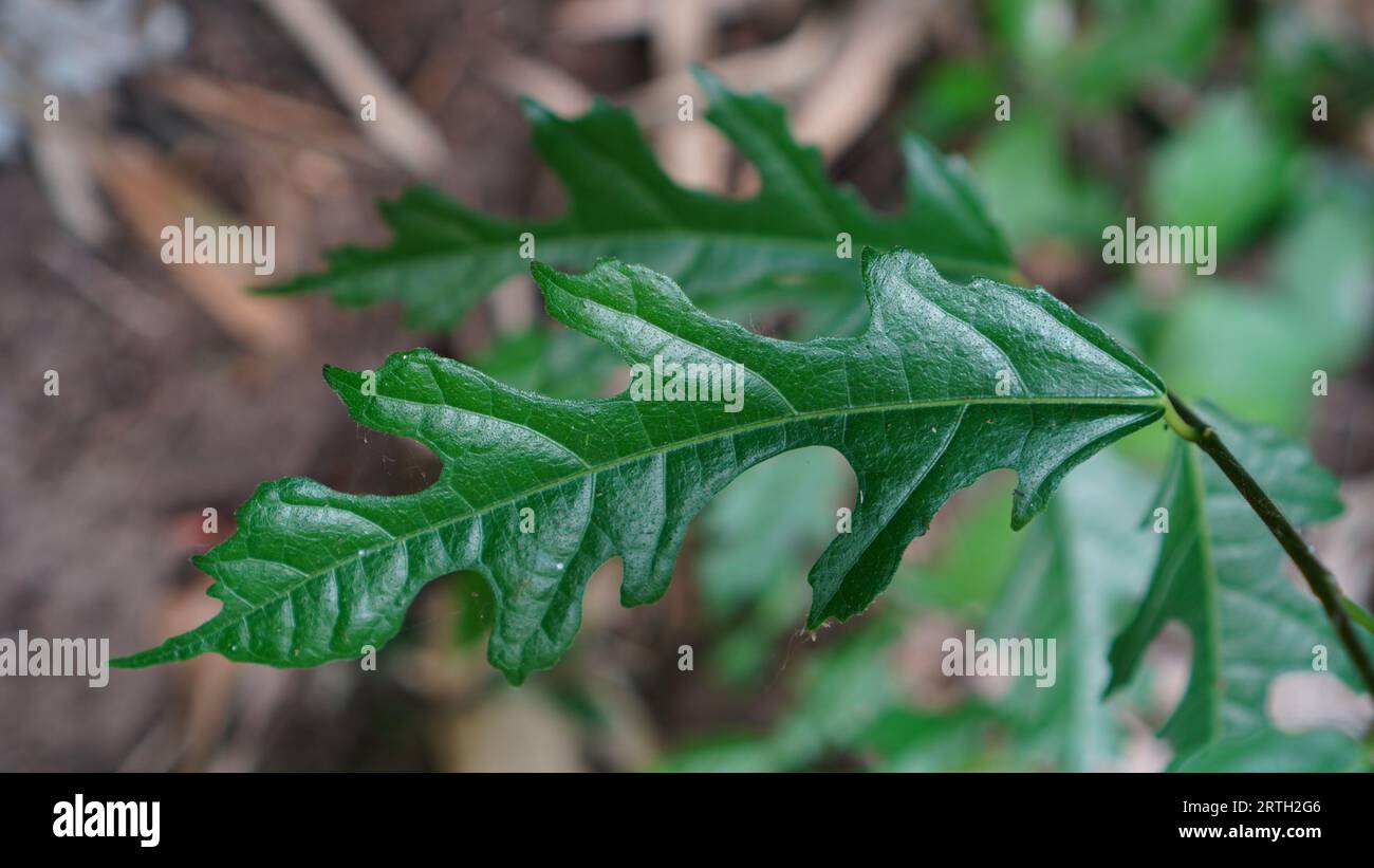 The leaves of Ficus montana are long oval in shape, the surface is ...