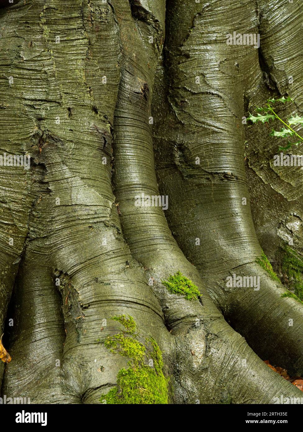 Rectory woods hi-res stock photography and images - Alamy