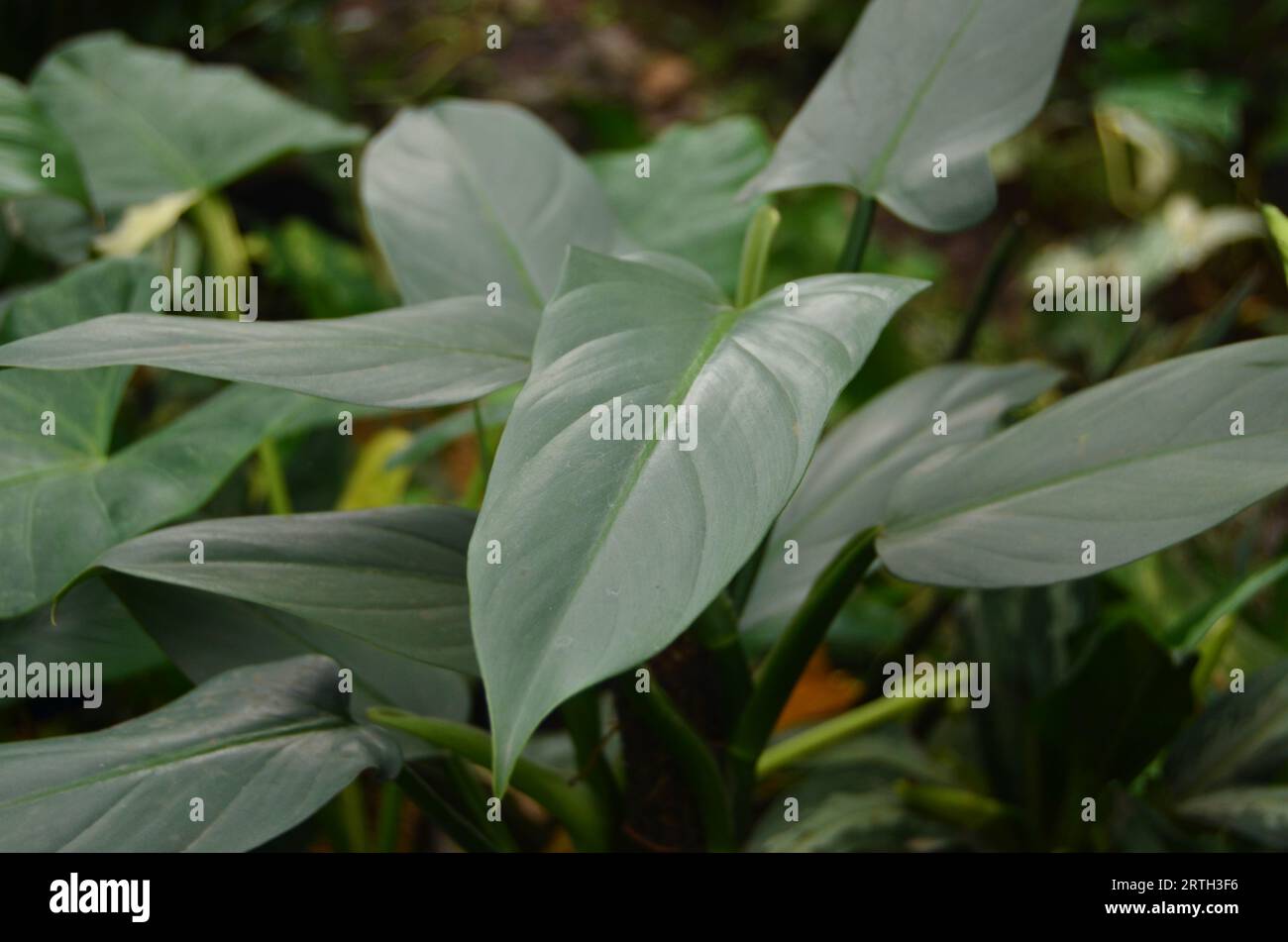 Philodendron hastatum has shiny gray leaves with bright green veins ...