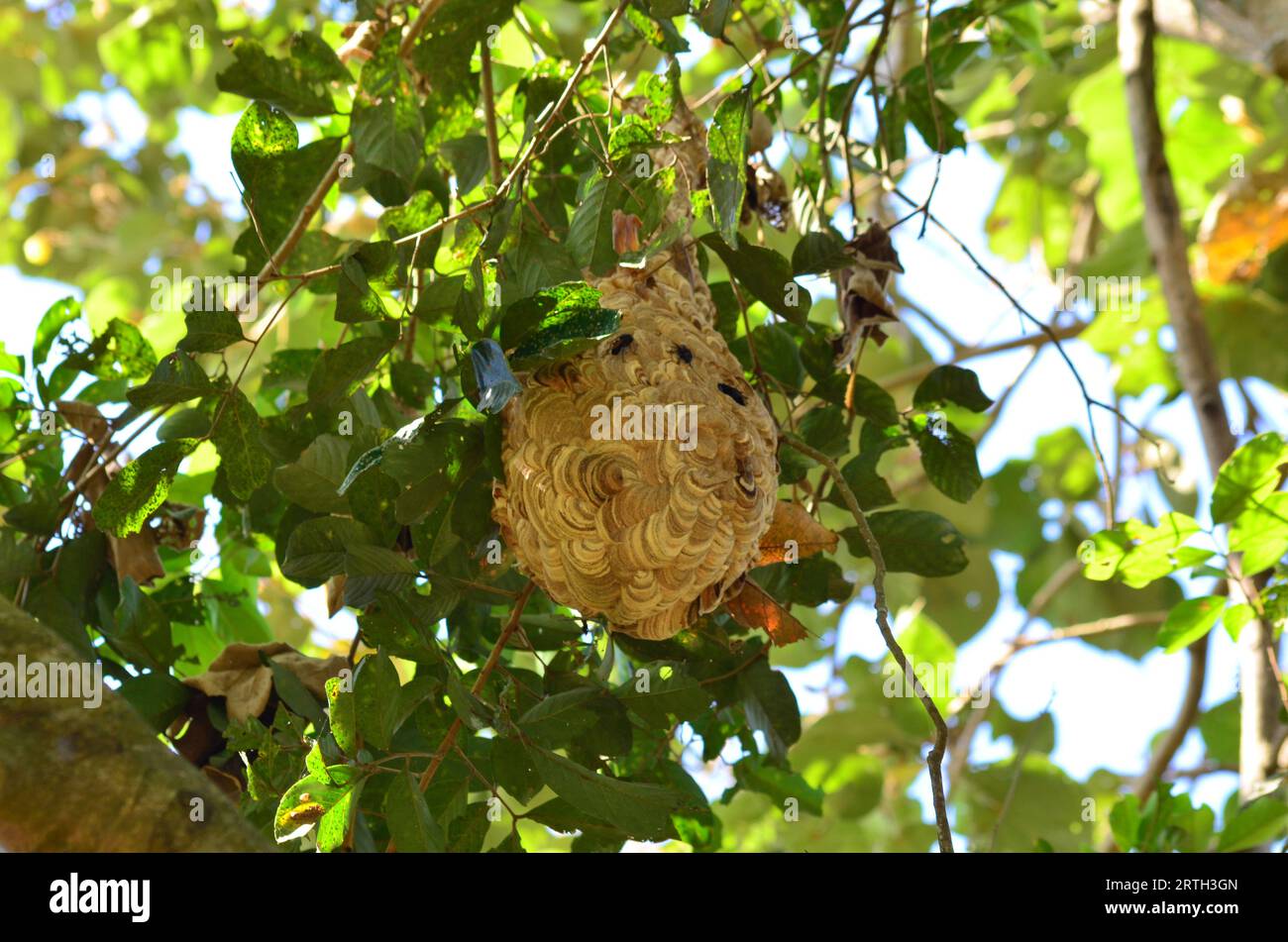 The Vespa affinis nest or lesser banded hornet is in a tree, hanging ...