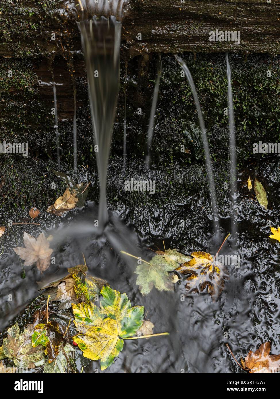 Rectory Wood, Church Stretton, Shropshire, UK Stock Photo - Alamy