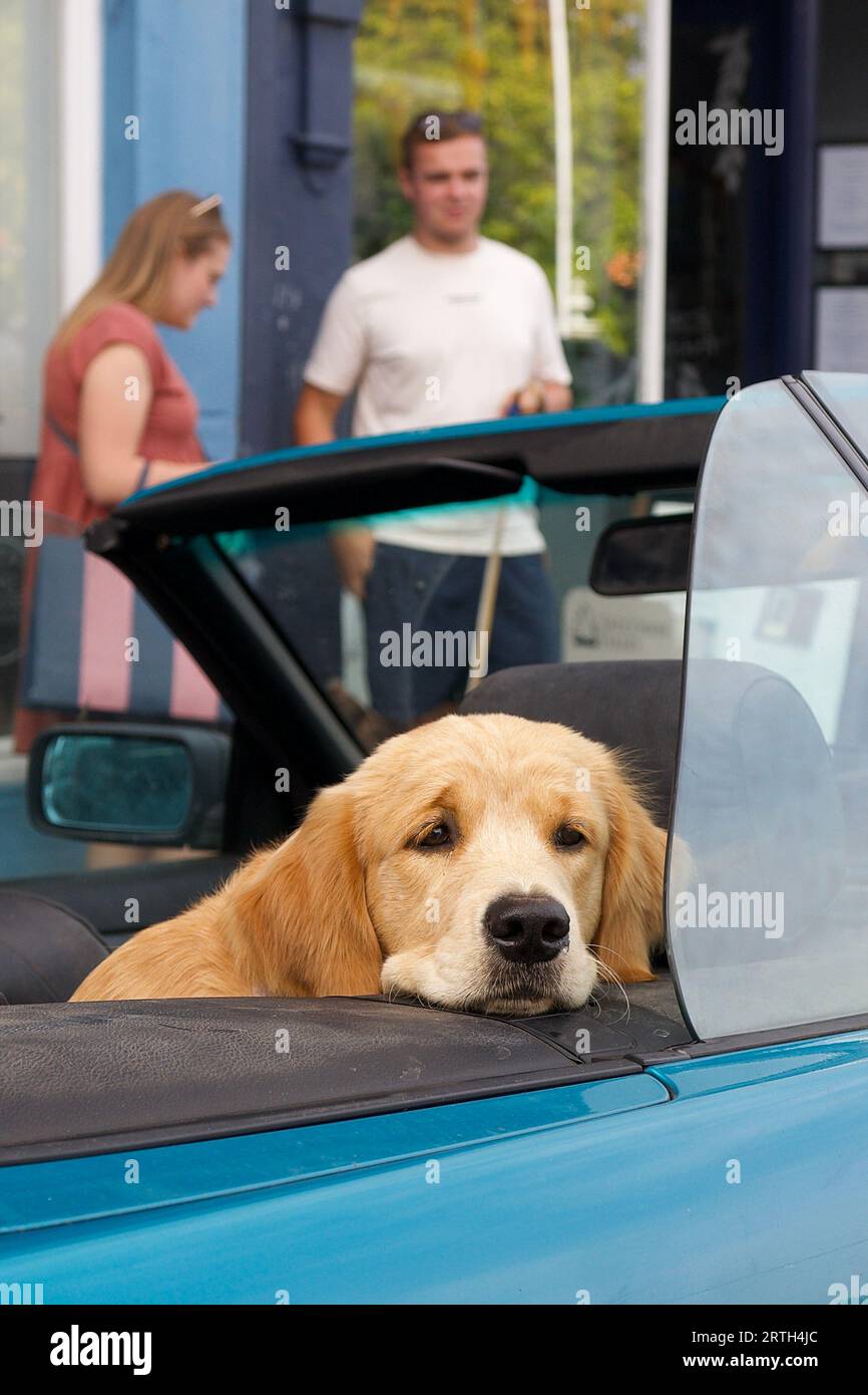 A Bored Labrador Retriever Waits In The Back Seat For Its Owner To