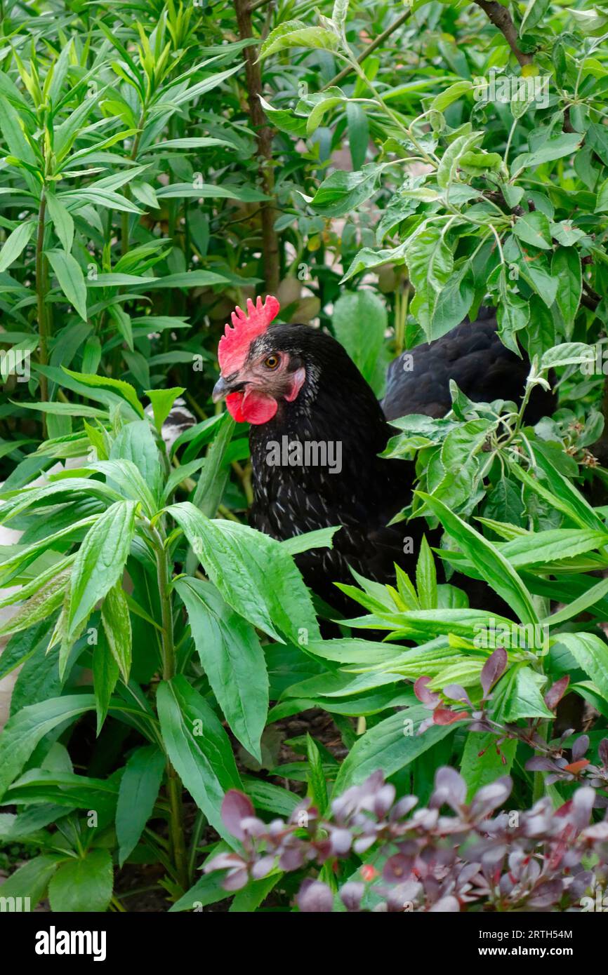 Black Sussex / Daisy Belle hen in a chicken friendly garden Stock Photo ...
