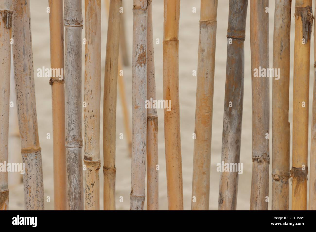 Bundlewood hi-res stock photography and images - Alamy