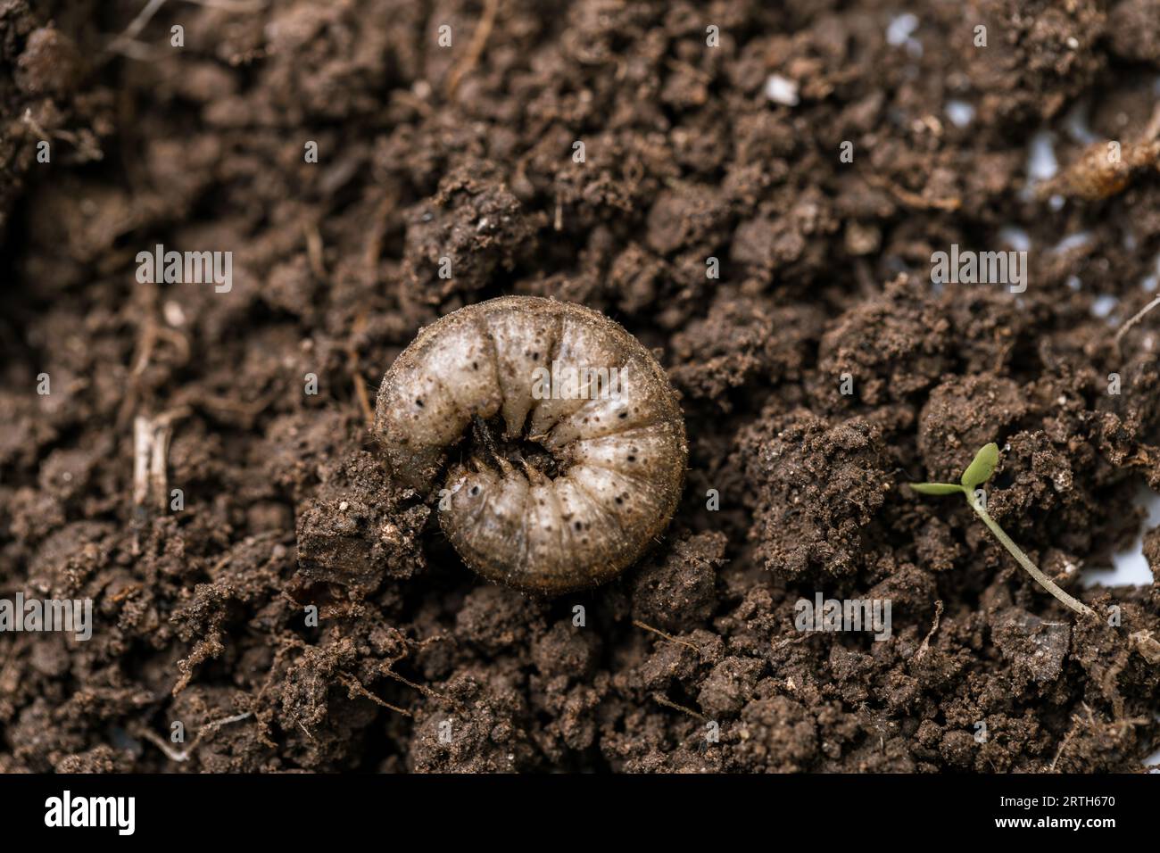 Winter pest insect pest Agrotis segetum Stock Photo - Alamy