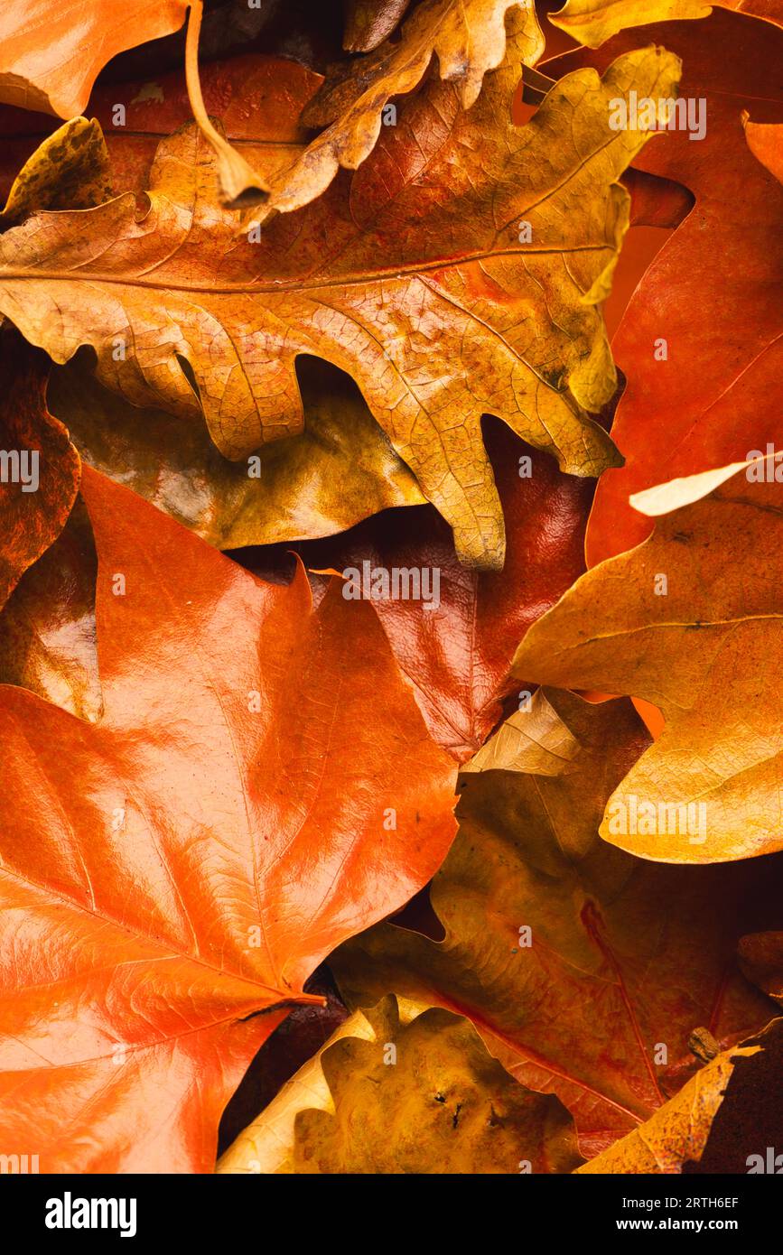 Vertical image of colourful autumn leaves lying on top of each other ...
