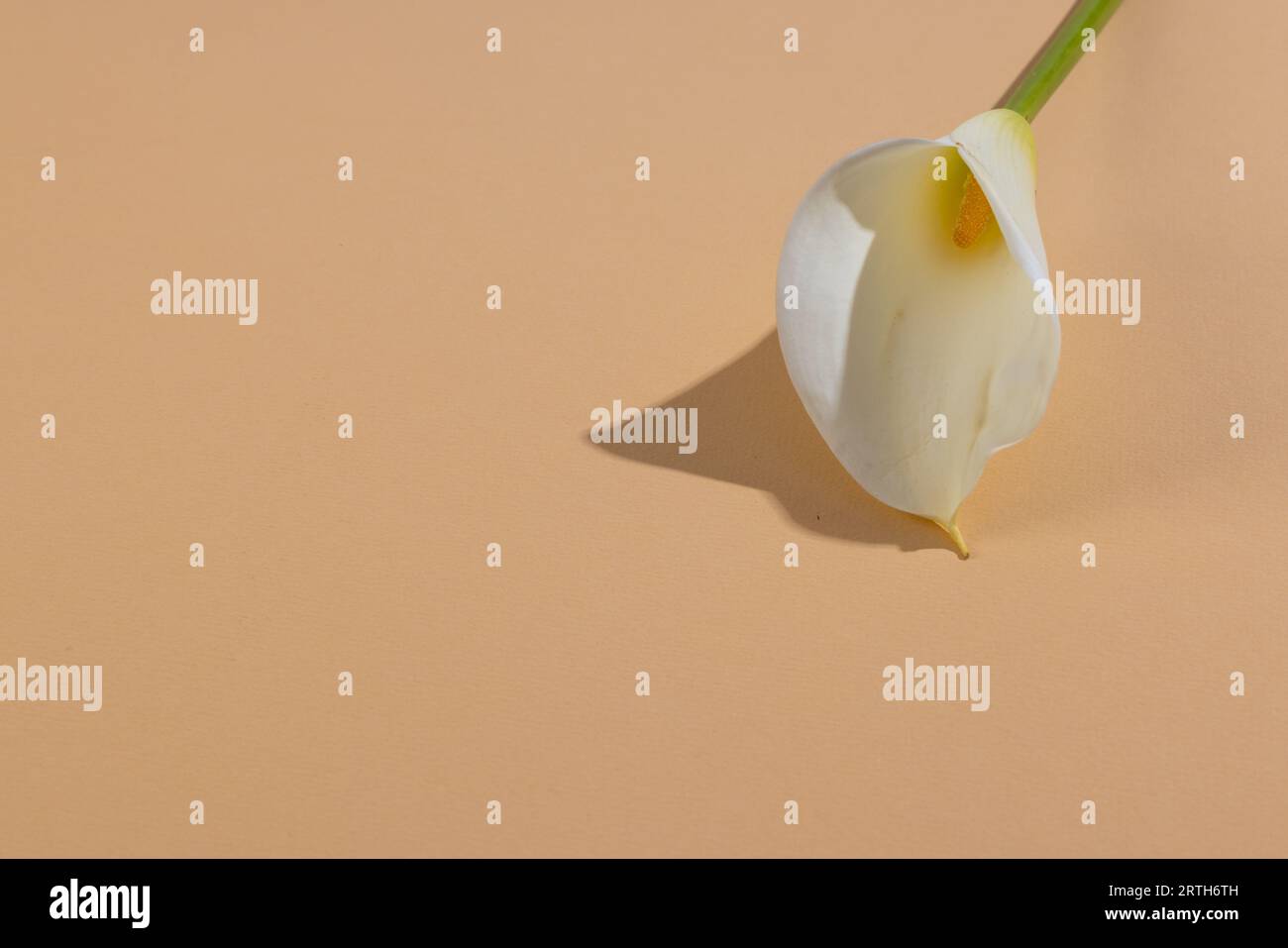 White kalia flower and copy space on orange background Stock Photo - Alamy