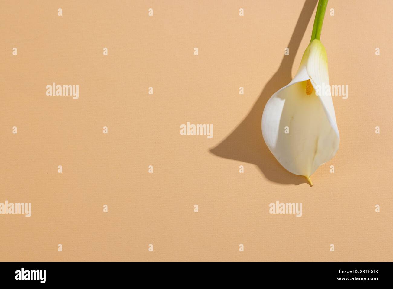 White kalia flower and copy space on orange background Stock Photo - Alamy