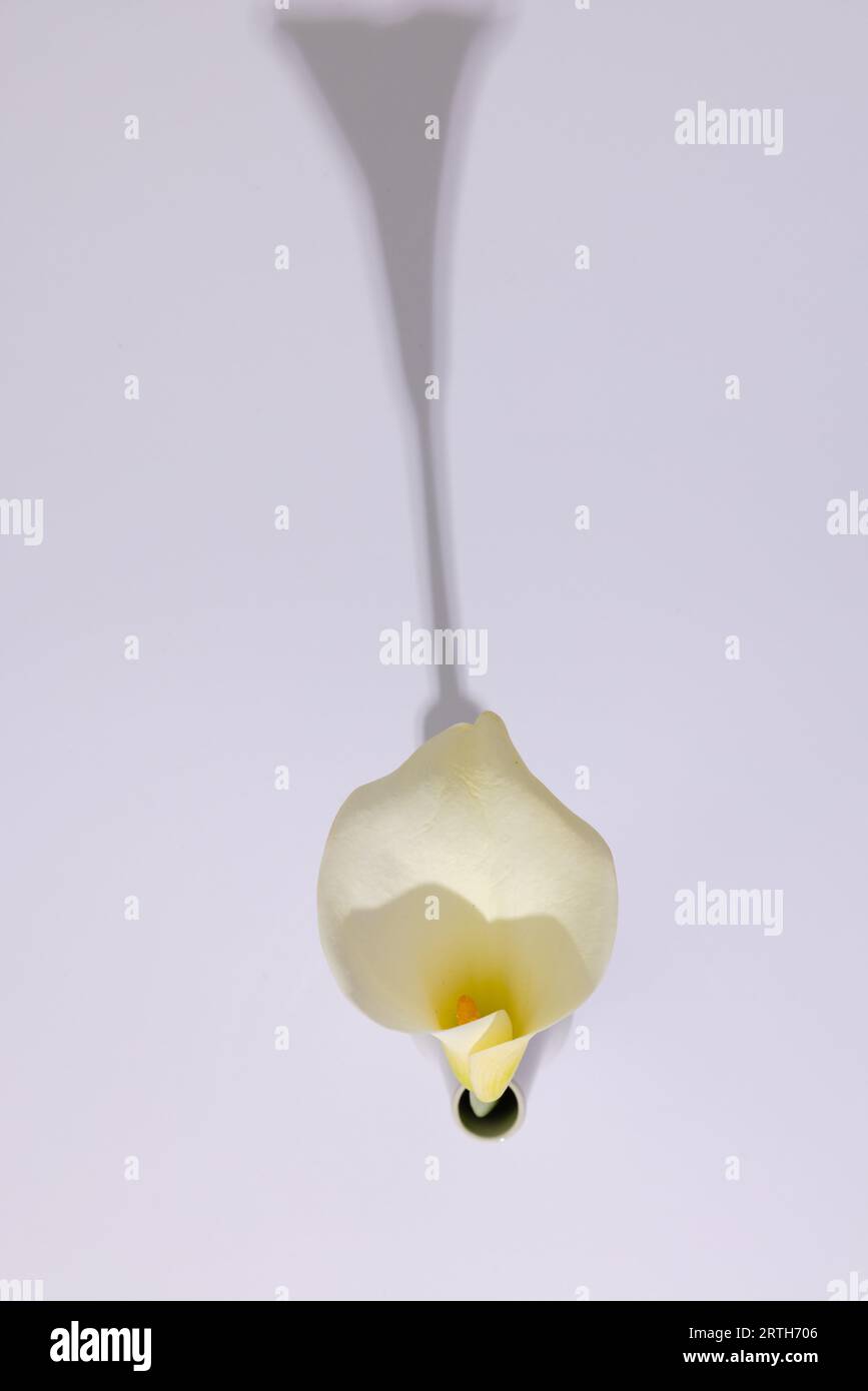 Image of flower hi-res stock photography and images - Alamy