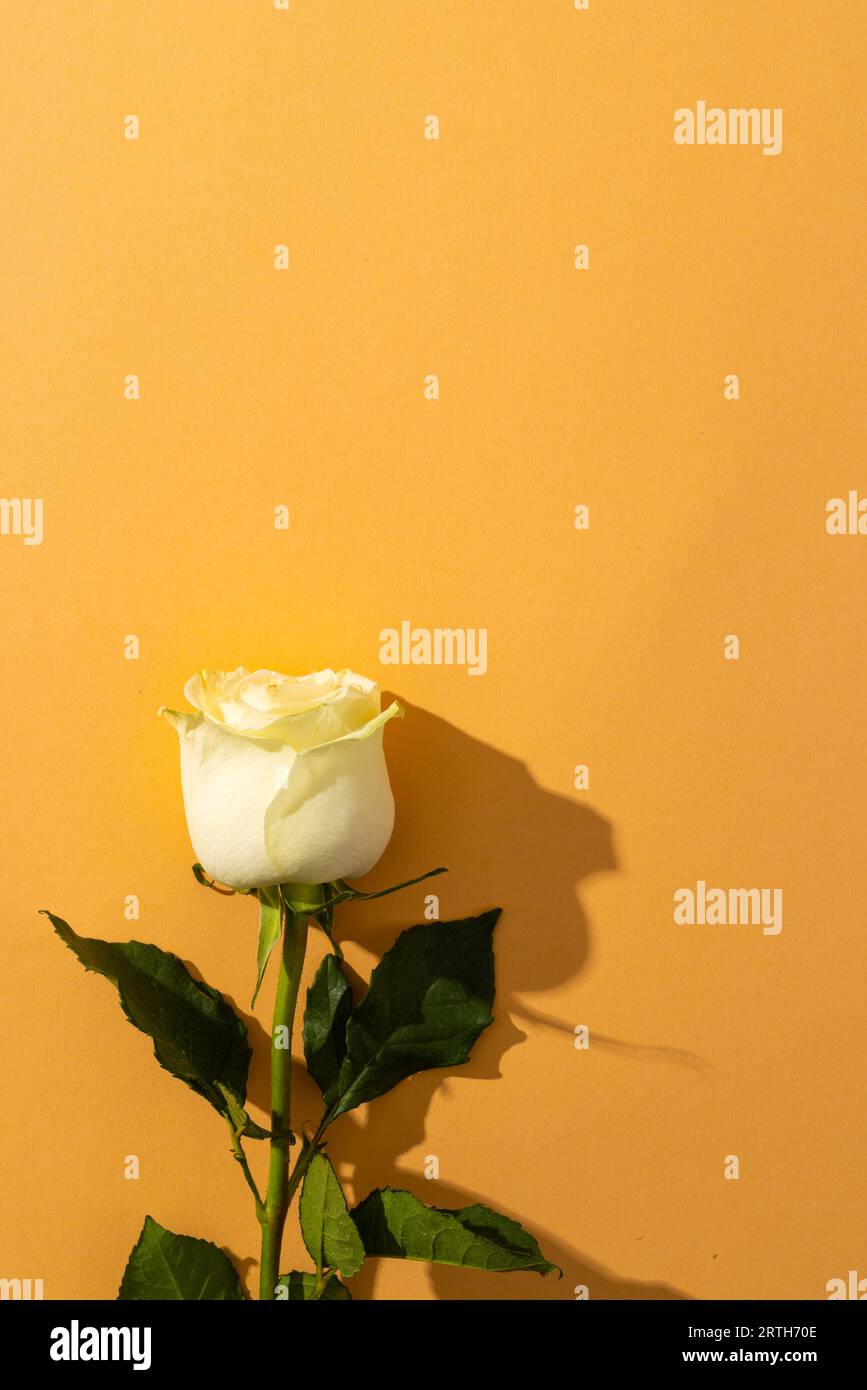 Vertical image of white rose flower and copy space on orange background ...