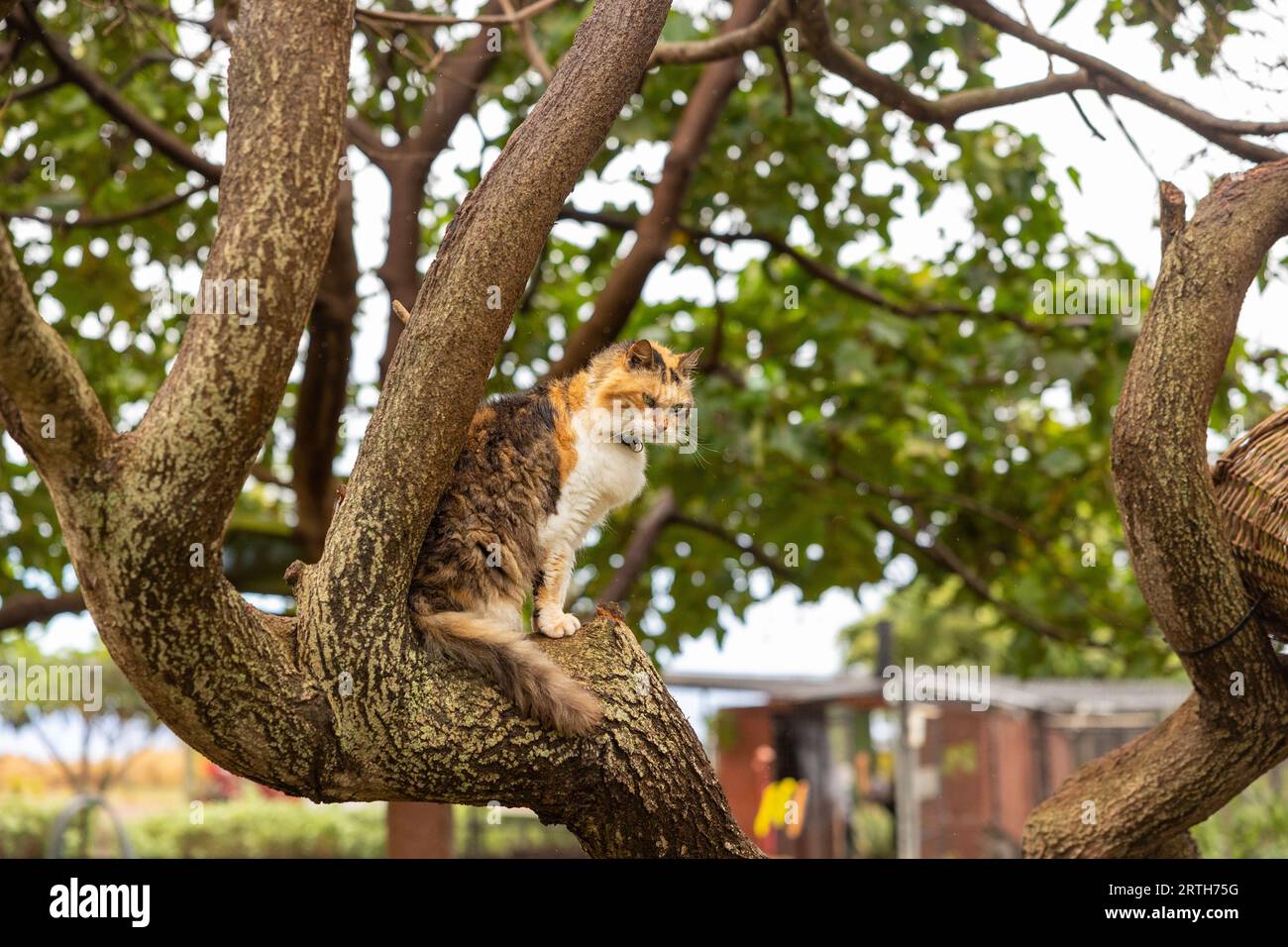 Feral cats hawaii hi-res stock photography and images - Alamy