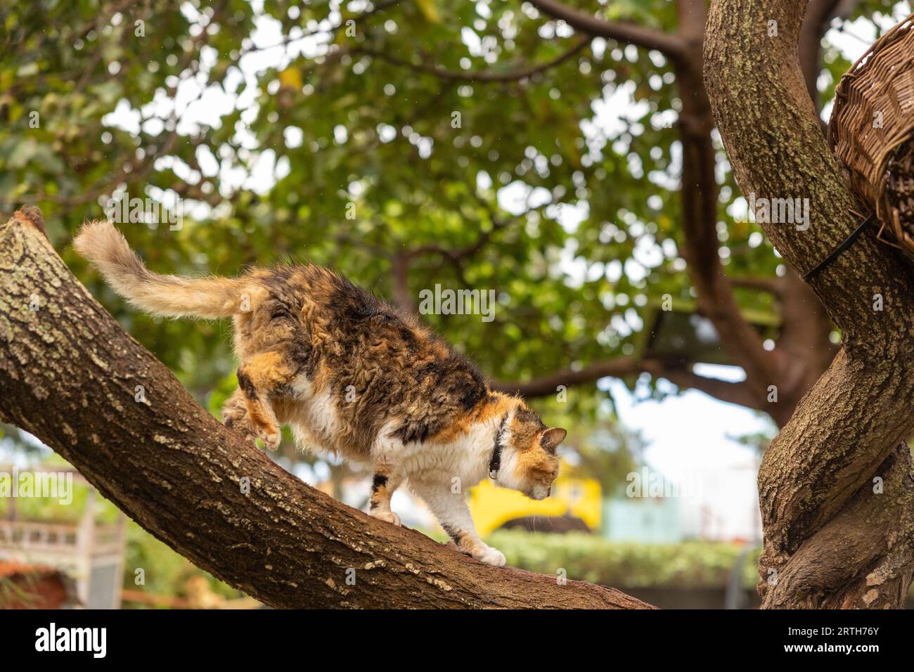 Cats at the Lanai Cat Sanctuary, Lanai Island, Hawaii, USA Stock Photo ...