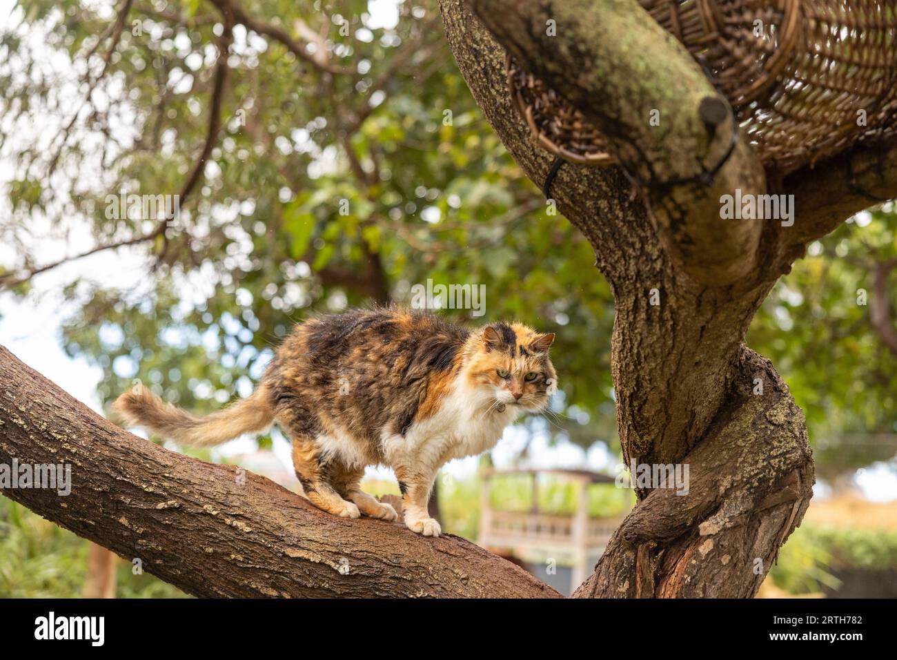 Feral cats hawaii hi-res stock photography and images - Alamy