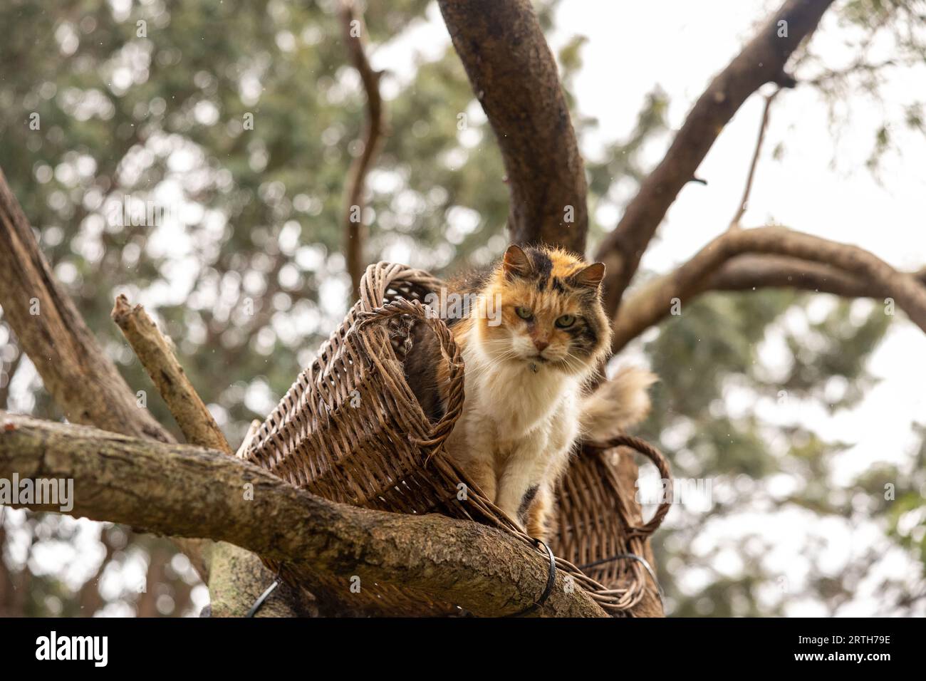 Cats at the Lanai Cat Sanctuary, Lanai Island, Hawaii, USA Stock Photo ...