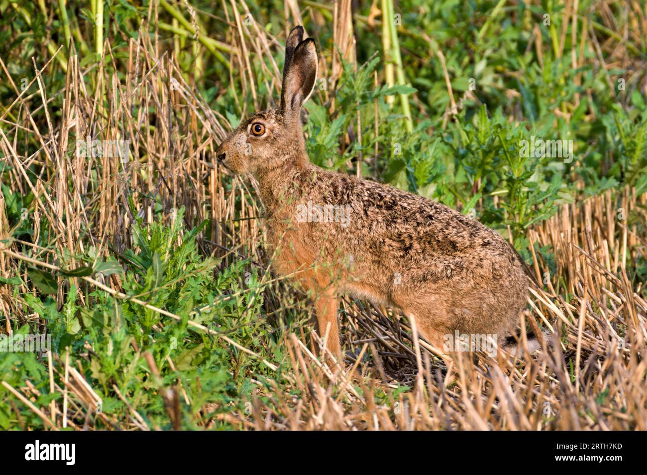 Hairy hare hi-res stock photography and images - Alamy