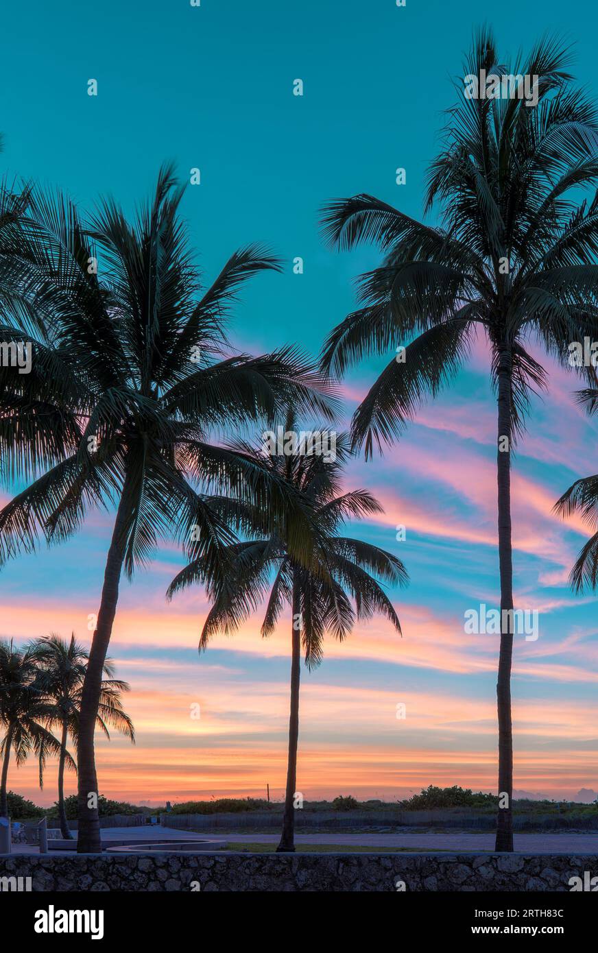 Miami beach coconut palm tree hi-res stock photography and images - Alamy