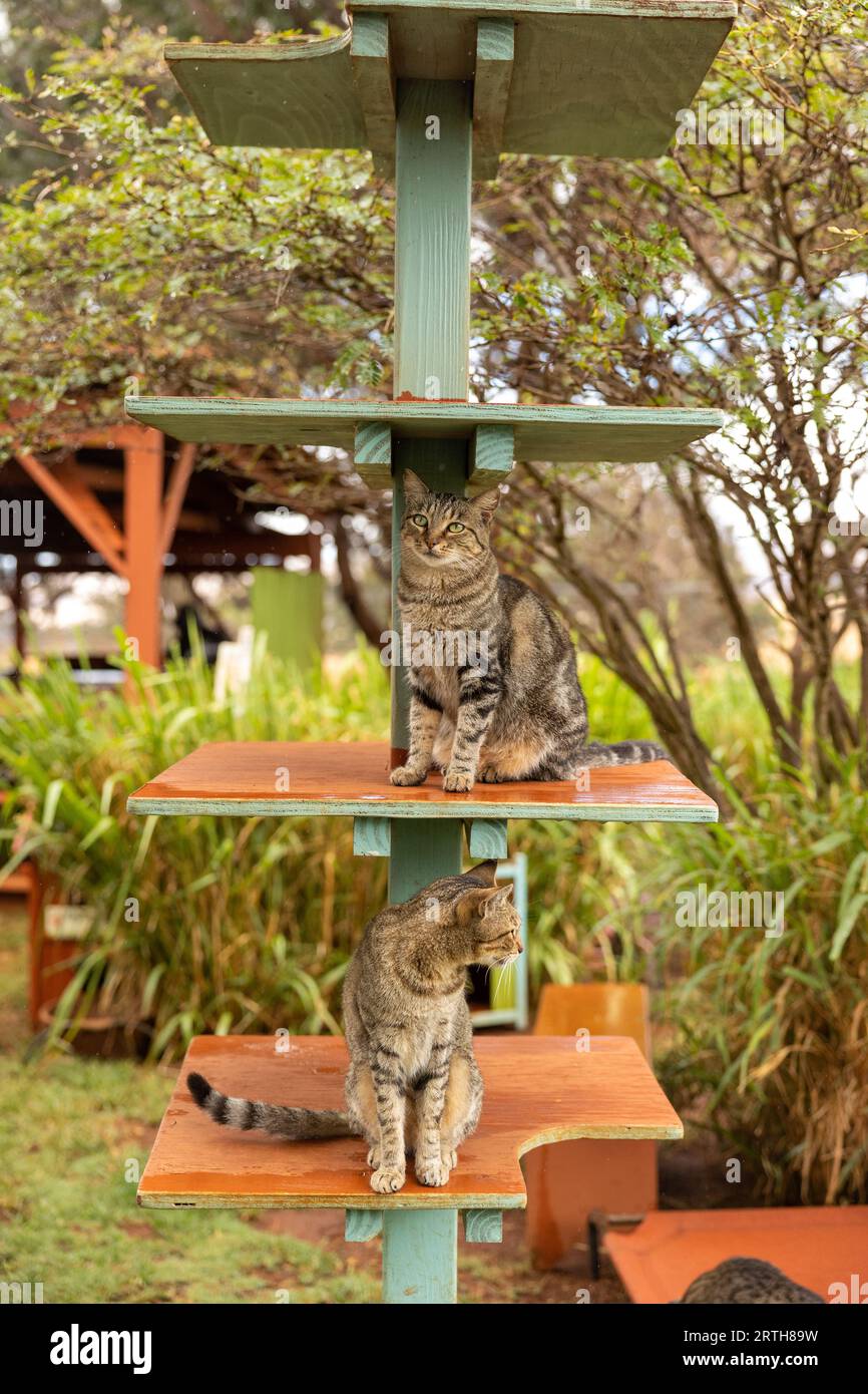 Cats of hawaii hi-res stock photography and images - Alamy