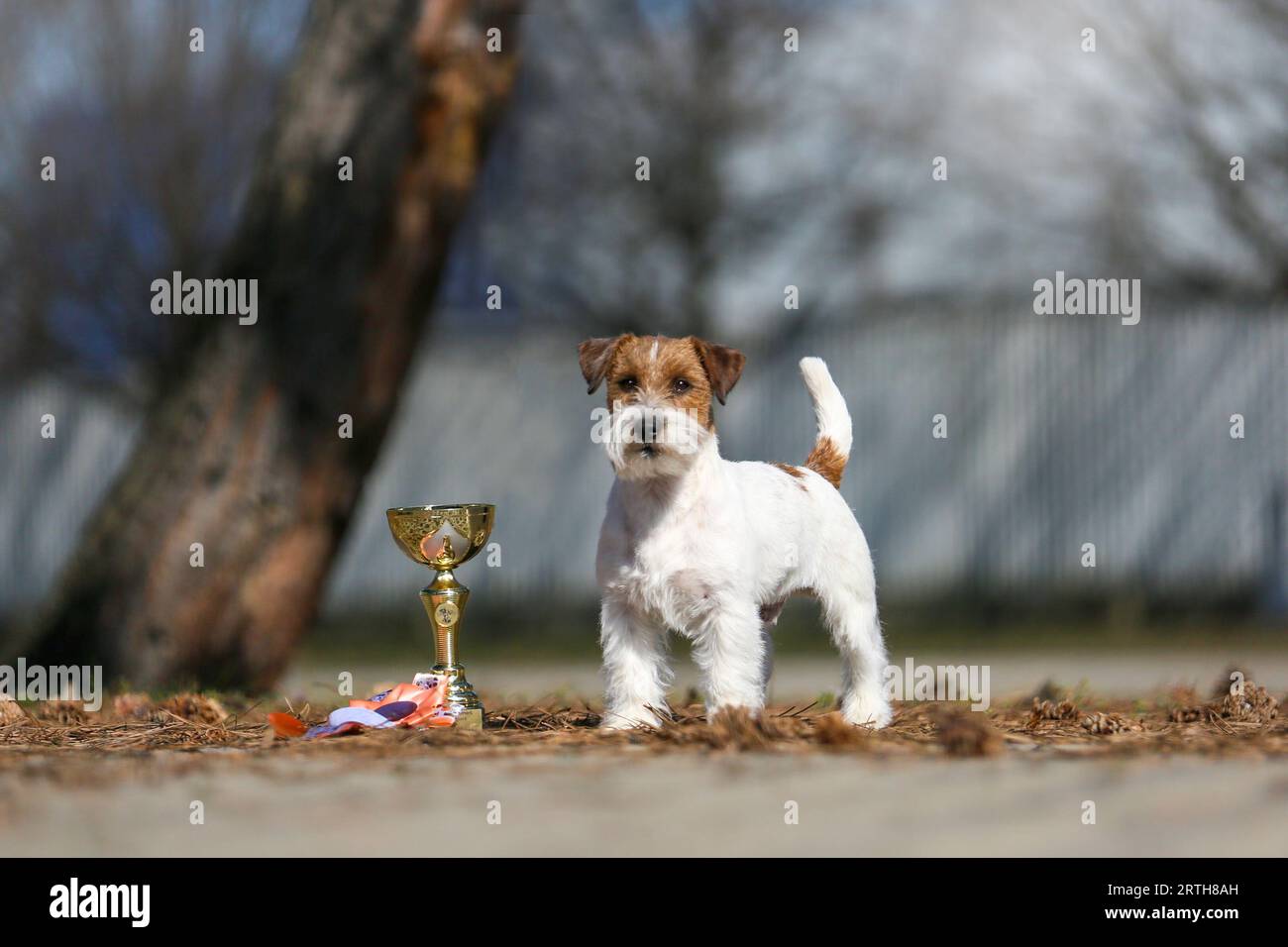 Jack Russell terrier conformation show dog portrait Stock Photo - Alamy