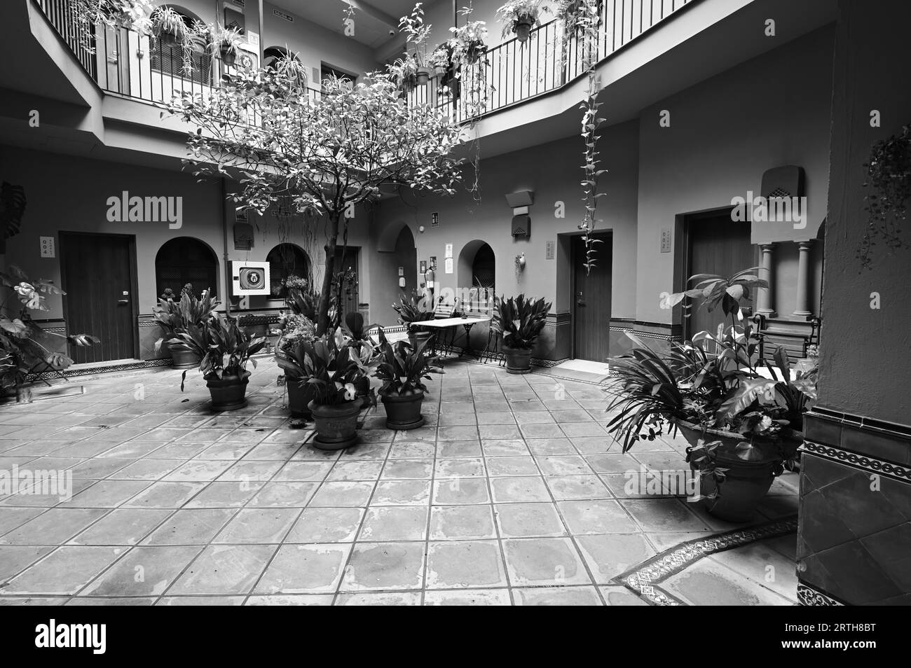 Climbing plant in interior Black and White Stock Photos & Images - Alamy