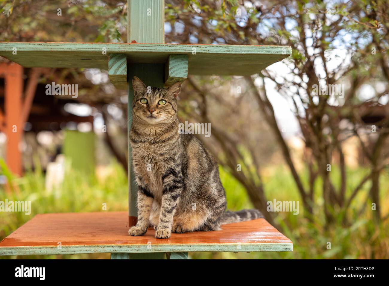 Cats at the Lanai Cat Sanctuary, Lanai Island, Hawaii, USA Stock Photo ...