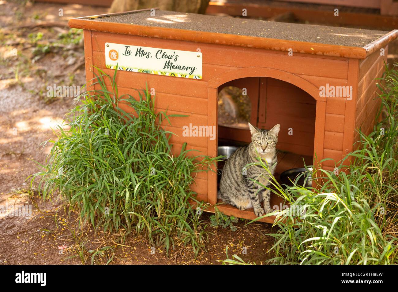 Feral cats hawaii hi-res stock photography and images - Alamy