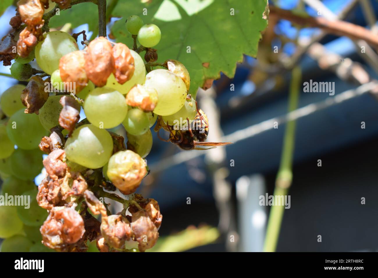 Row of wasps hi-res stock photography and images - Alamy
