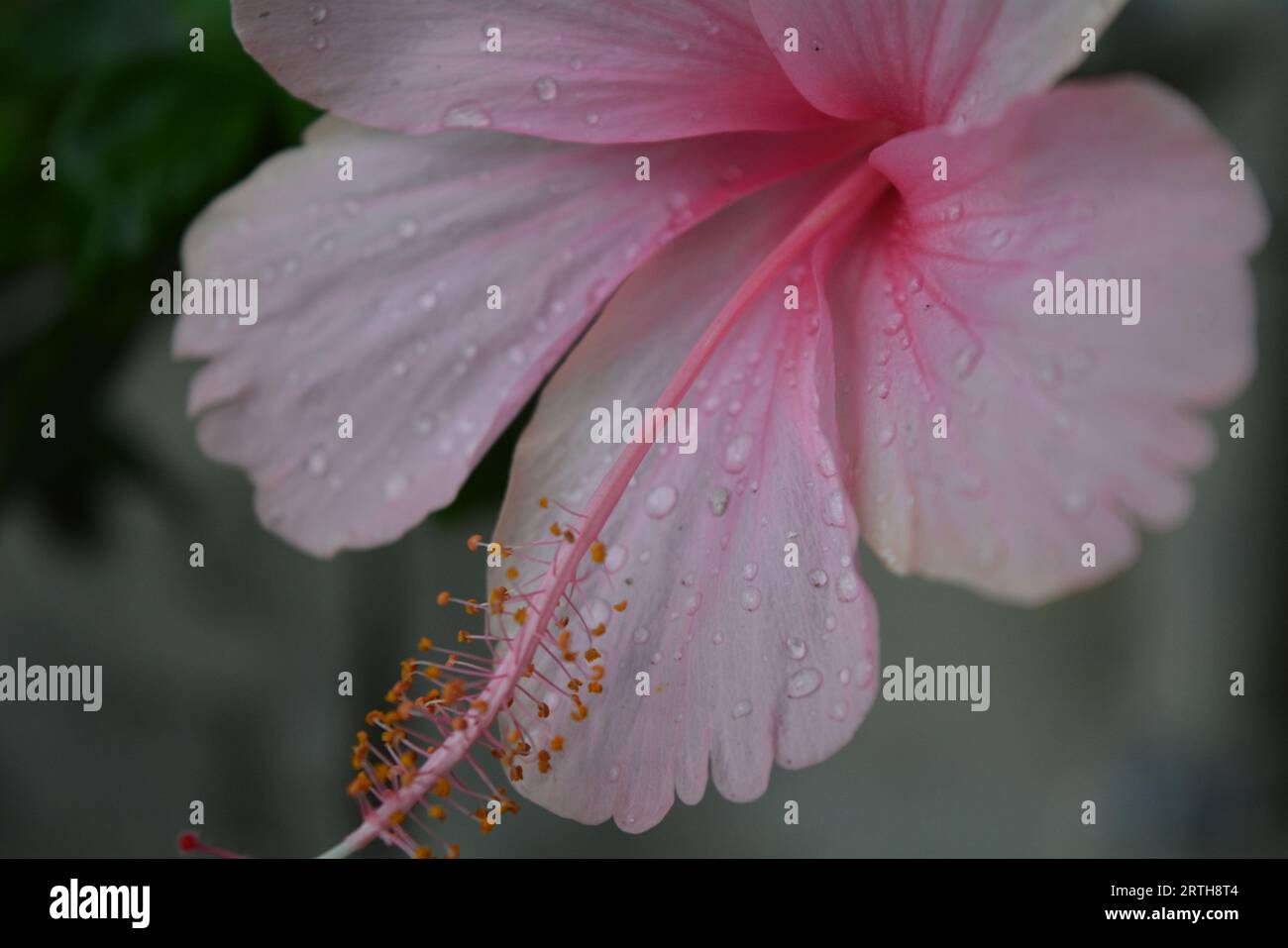 Alamy nature photos hi-res stock photography and images - Alamy