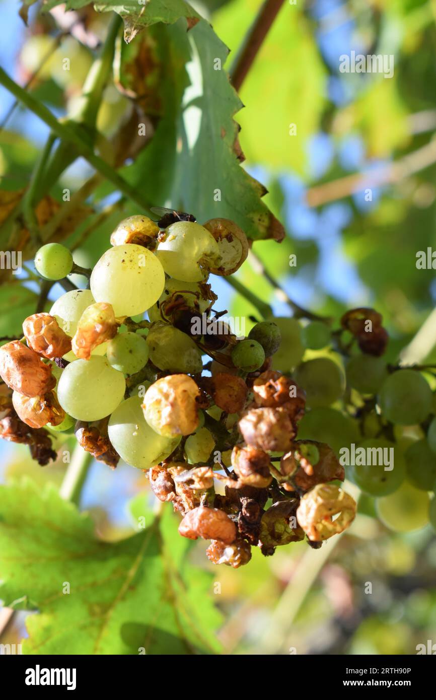Row of wasps hi-res stock photography and images - Alamy