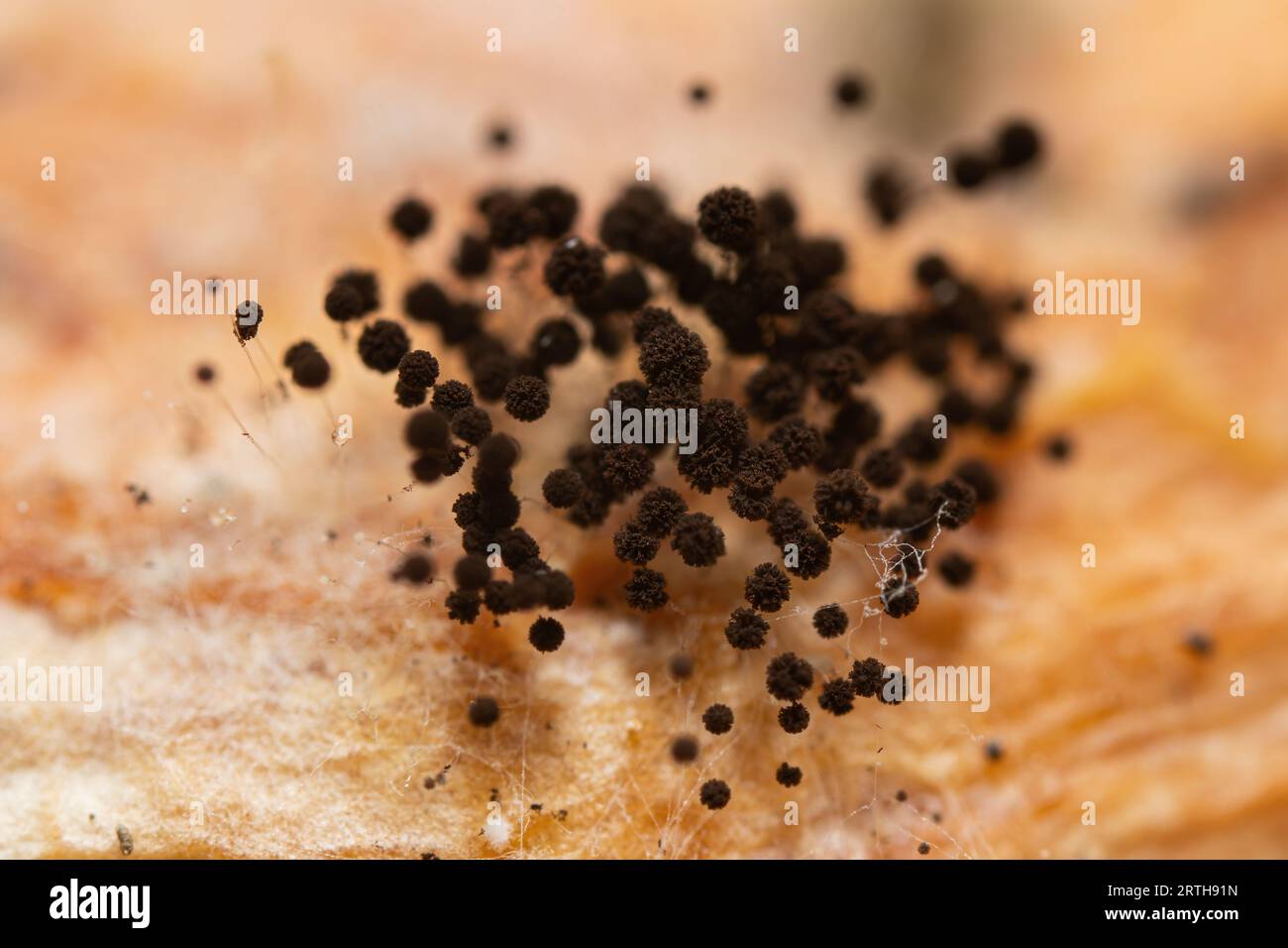 High magnification black fungus colony on cacao seed Stock Photo - Alamy