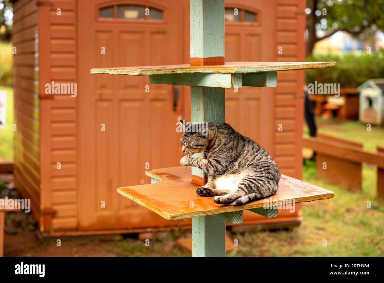 Feral cats hawaii hi-res stock photography and images - Alamy